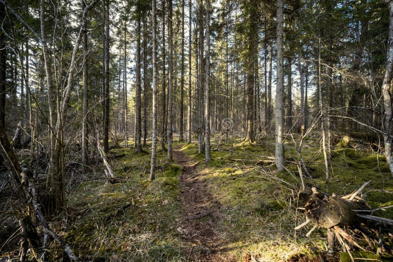 Spring Forest with Green Moss and Sunshine Rays Stock Photo - Image of ...
