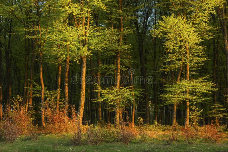 Spring forest stock image. Image of nature, grass, season - 53932501