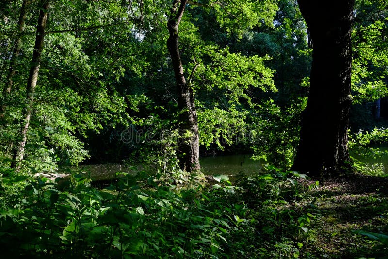 Spring forest stock photo. Image of growth, landscape - 94373432