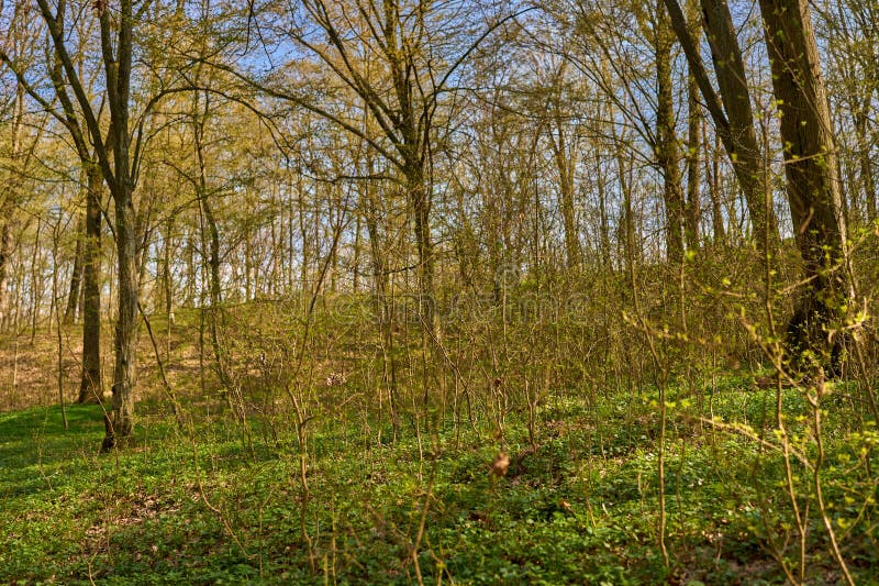 Spring Forest with Green Undergrowth........4o Stock Photo - Image of ...
