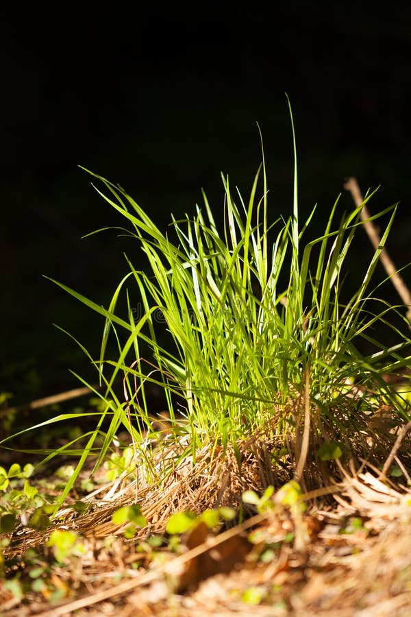 In Spring Forest on Grow Green Grass. Stock Image - Image of summer ...