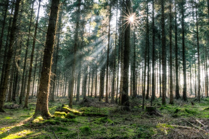 Spring forest HDR a stock photo. Image of horizontal - 68370552