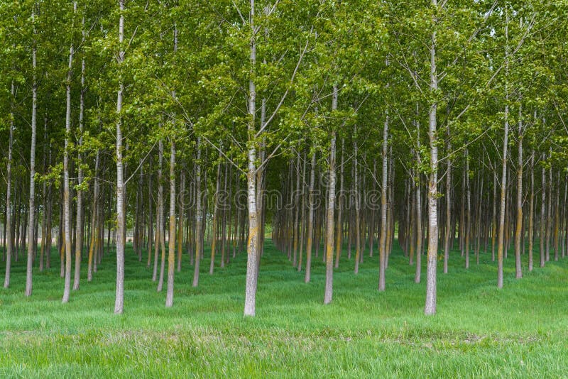 Spring Forest with High Trees Stock Image - Image of jungle, light ...