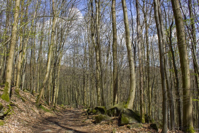 Spring Forest Hiking Trail Rheinsteig in Siebengebirge Germany Stock ...