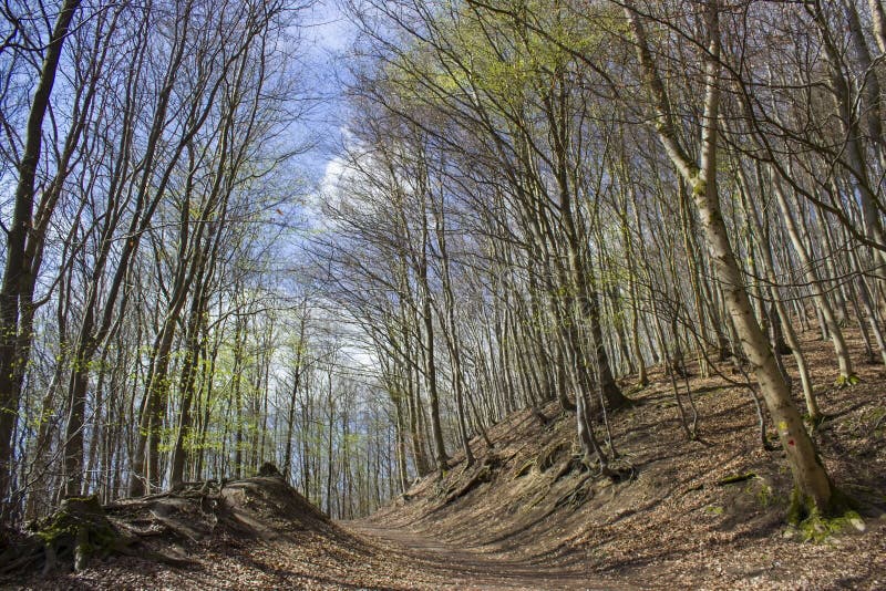 Spring Forest Hiking Trail Rheinsteig in Siebengebirge Germany Stock ...