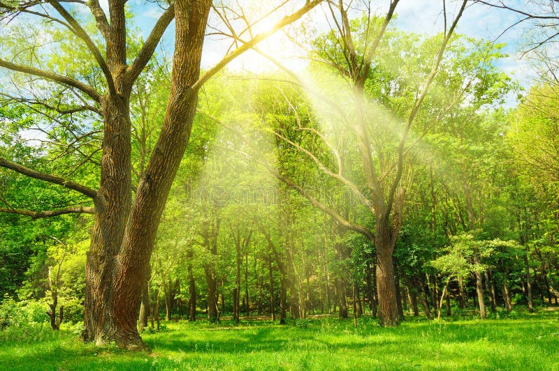 Spring Forest Illuminated by the Bright Rays of the Sun Stock Image ...