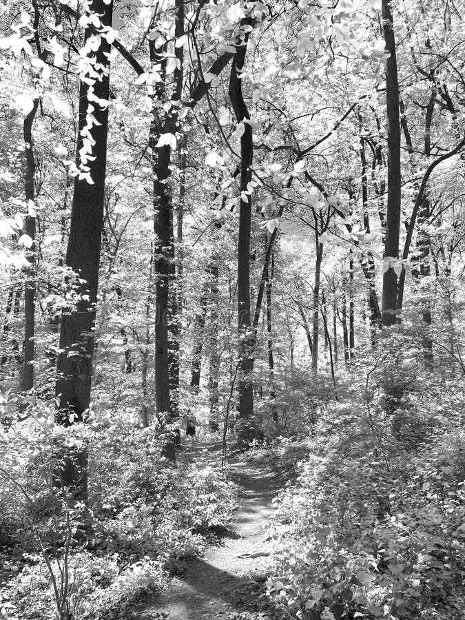 Spring Forest in Infrared stock image. Image of white - 217250465