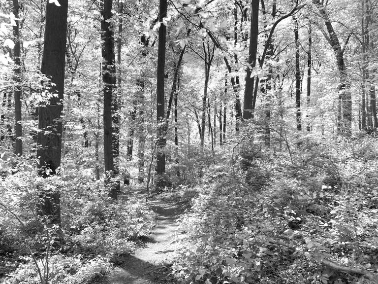 Spring Forest in Infrared in Spring Stock Image - Image of effect ...