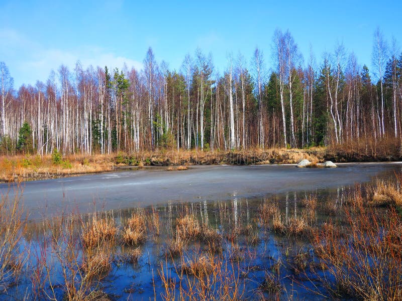 Spring Forest Lake on a Bright Day. Spring Forest Lake on a Bright Day ...