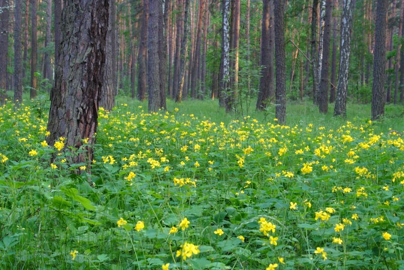 The Spring Forest Landscape Stock Photo - Image of nature, leaf: 5529388
