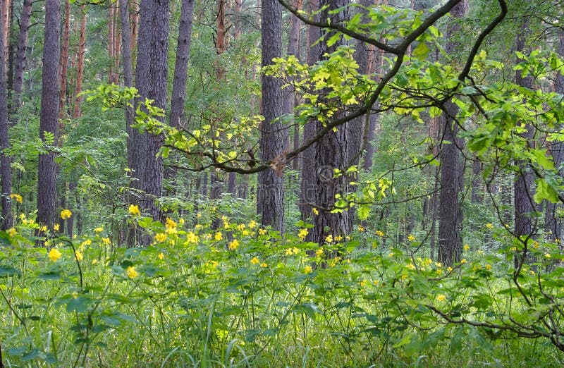 The Spring Forest Landscape Picture. Image: 5541339