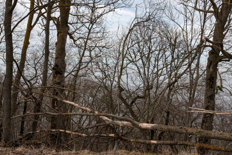 Spring Forest with Leafless Bare Trees Stock Image - Image of nature ...