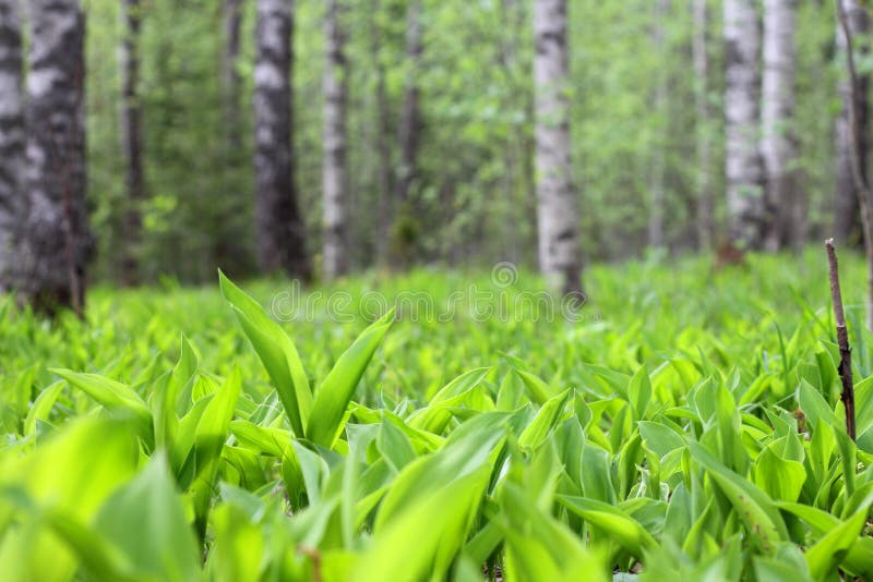 Spring forest landscape stock image. Image of landscape - 89341387