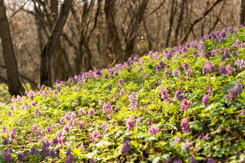 Spring Landscape with Forest Flowers. Stock Photo - Image of nature ...