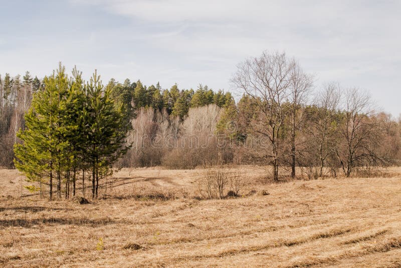 Spring Forest Landscape: Dirty Path with Puddles, Hiking Trial Stock ...