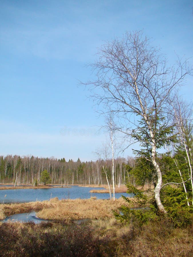 Spring Forest Landscape with Lake, Grass and Trees Stock Image - Image ...