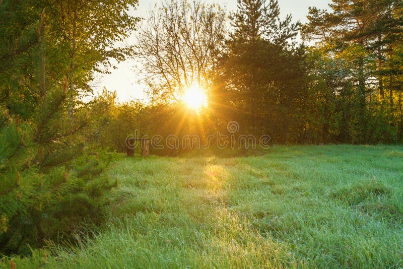 Spring Forest Panorama Landscape with a Flowering Apple Tree and a ...