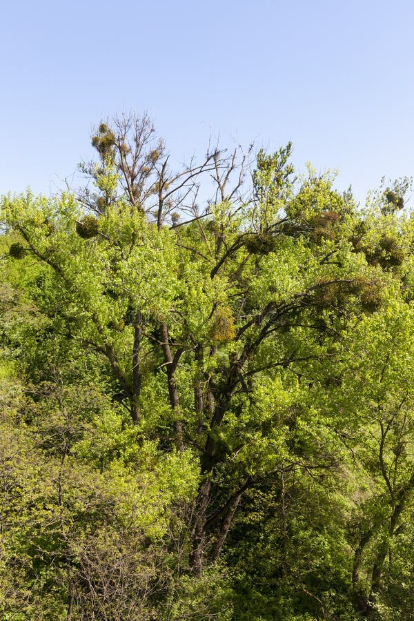 Spring Forest Landscape Mistletoe Stock Image - Image of path, nature ...