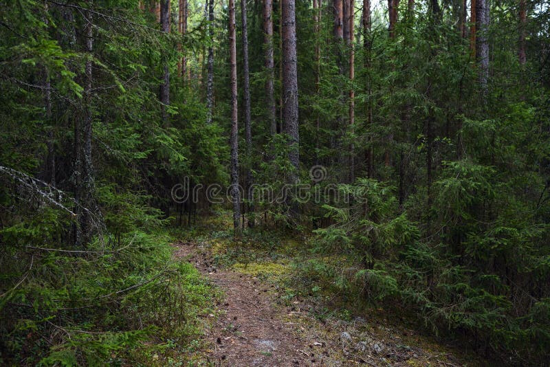 Spring in forest stock image. Image of pine, leaf, moss - 147608137