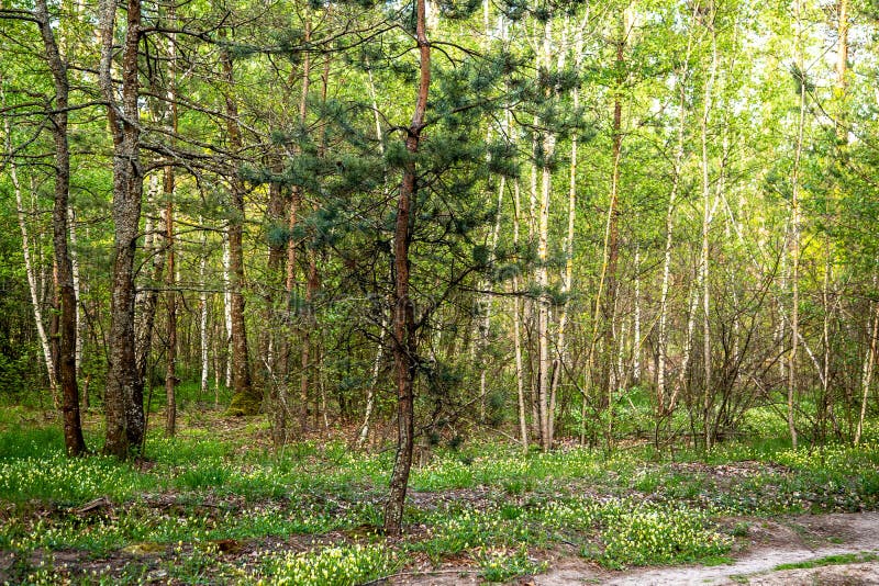 Spring Forest Landscape. Paths in the Forest Stock Image - Image of ...
