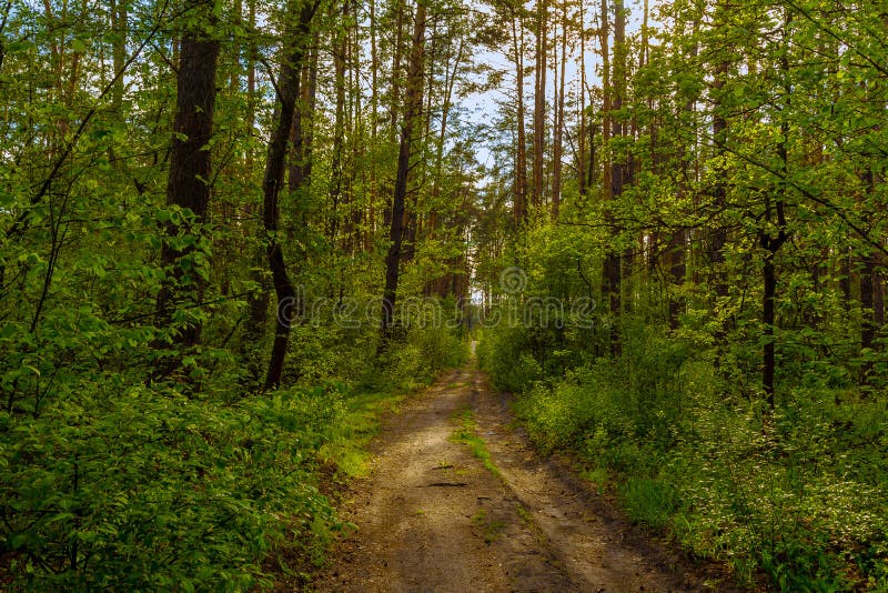 Spring Forest Landscape. Paths in the Forest Stock Photo - Image of ...