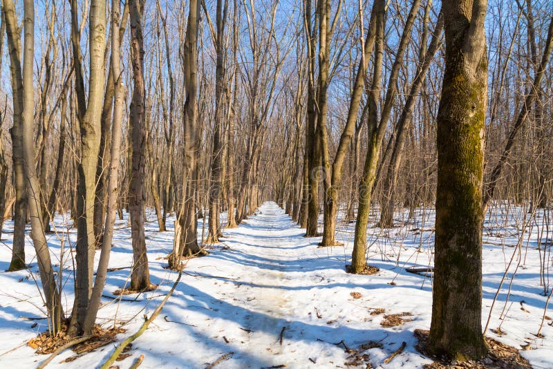 Spring Forest Landscape with Road on Melting Snow Stock Image - Image ...