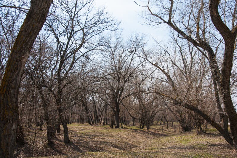 Spring Forest Landscape. Spring Forest Background Stock Image - Image ...