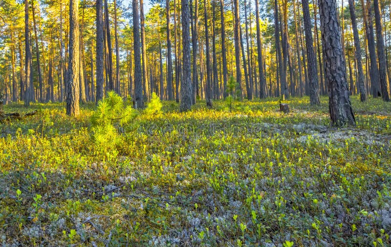 Spring forest landscape stock photo. Image of tree, bush - 37054762