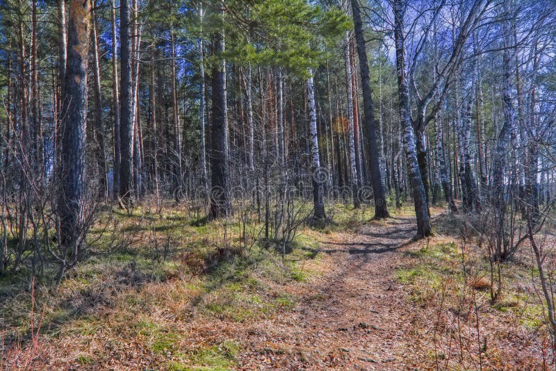 Spring Forest Landscape on a Sunny Day Stock Photo - Image of ...