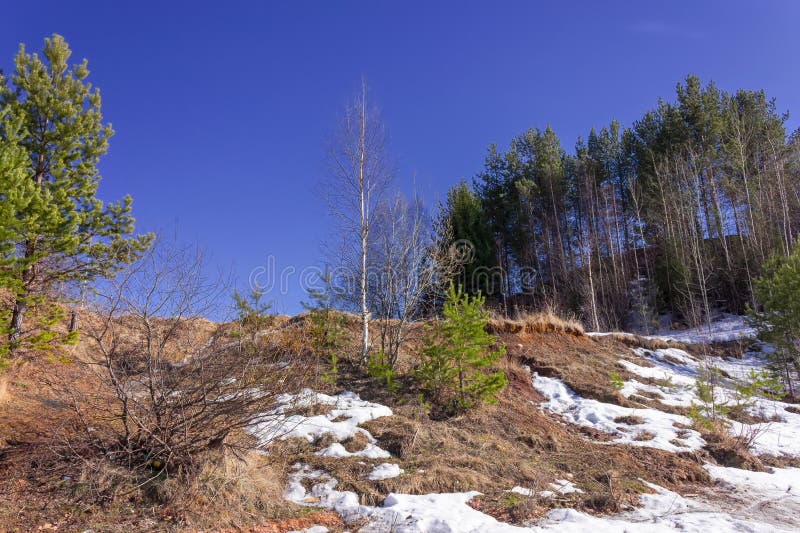 Spring Forest Landscape on a Sunny Day Stock Image - Image of branch ...