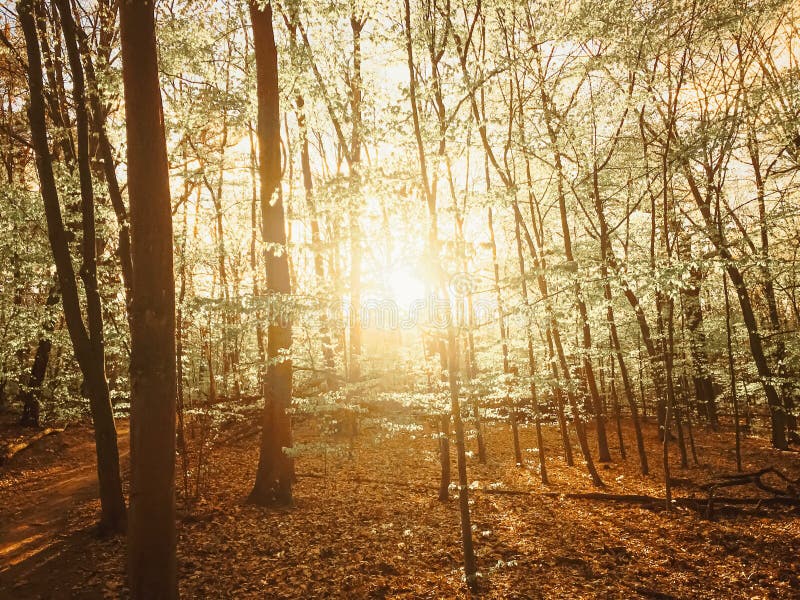 Spring Forest Landscape at Sunset or Sunrise Stock Image - Image of ...