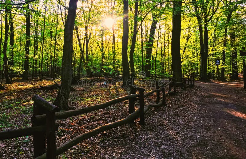 Spring Forest Landscape at Sunset or Sunrise Stock Photo - Image of ...