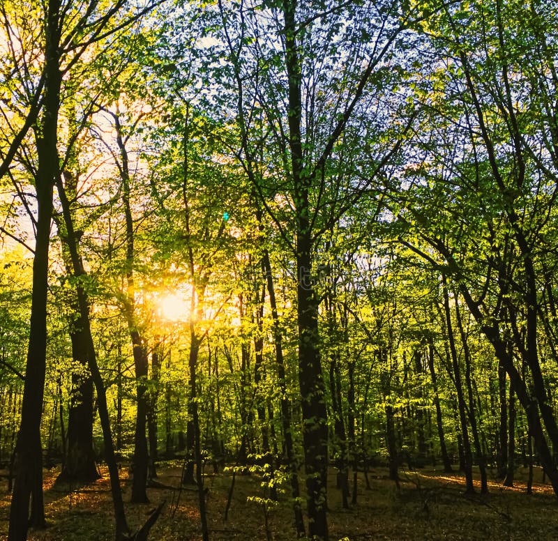 Spring Forest Landscape at Sunset or Sunrise Stock Photo - Image of ...