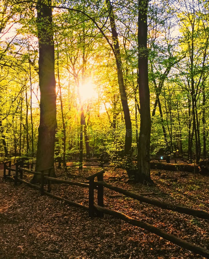 Spring Forest Landscape at Sunset or Sunrise Stock Image - Image of ...