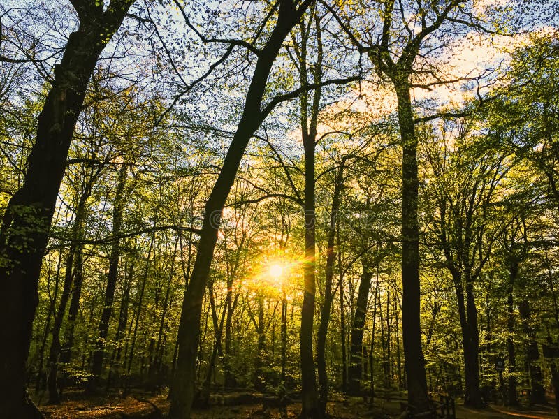 Spring Forest Landscape at Sunset or Sunrise Stock Photo - Image of ...