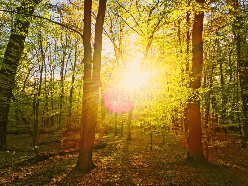 Spring Forest Landscape at Sunset or Sunrise Stock Image - Image of ...