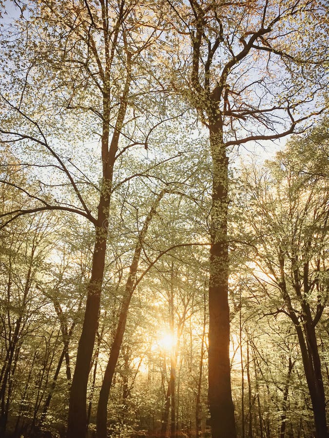 Spring Forest Landscape at Sunset or Sunrise Stock Photo - Image of ...