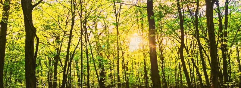 Spring Forest Landscape at Sunset or Sunrise Stock Photo - Image of ...