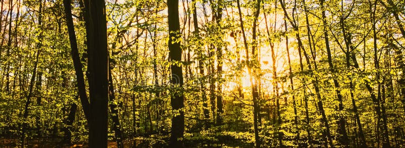 Spring Forest Landscape at Sunset or Sunrise Stock Image - Image of ...