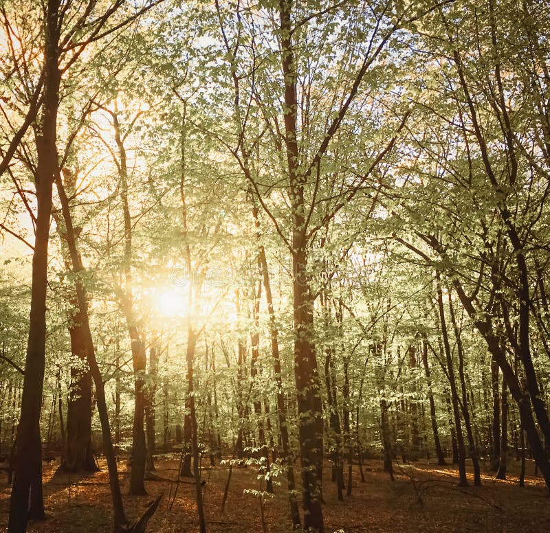 Spring Forest Landscape at Sunset or Sunrise Stock Image - Image of ...