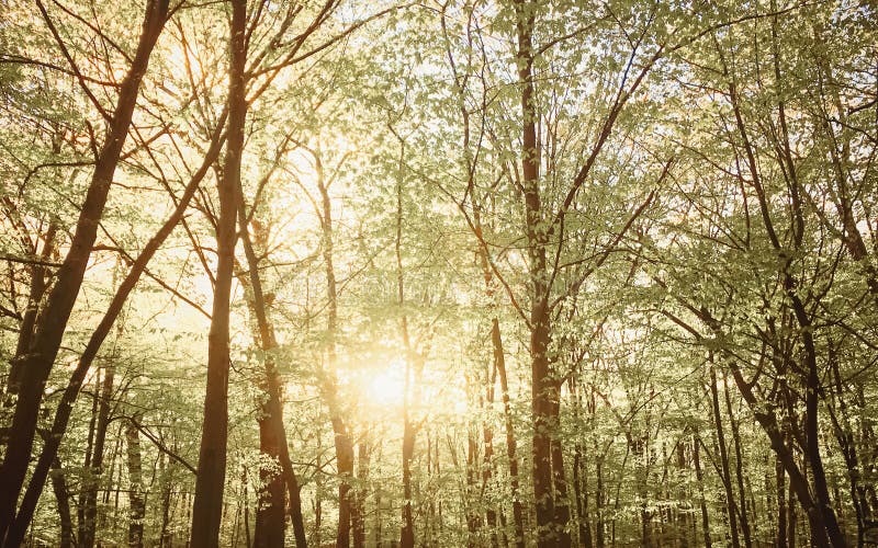 Spring Forest Landscape at Sunset or Sunrise Stock Image - Image of ...