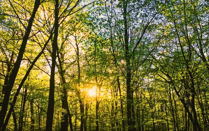 Spring Forest Landscape at Sunset or Sunrise Stock Photo - Image of ...