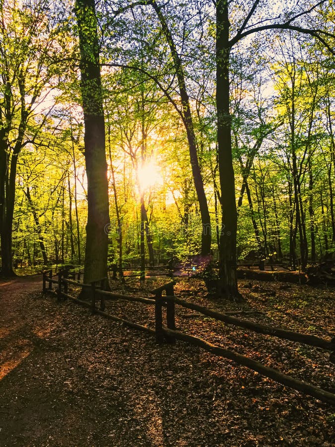 Spring Forest Landscape at Sunset or Sunrise Stock Photo - Image of ...