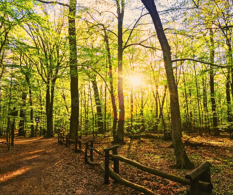 Spring Forest Landscape at Sunset or Sunrise Stock Image - Image of ...