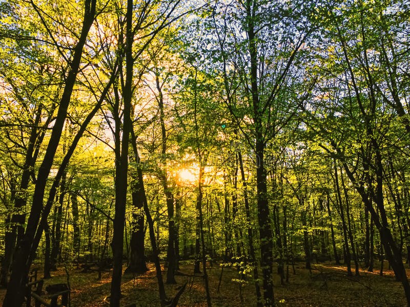 Spring Forest Landscape at Sunset or Sunrise Stock Image - Image of ...