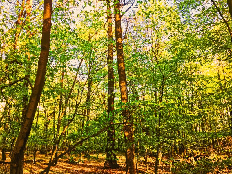 Spring Forest Landscape at Sunset or Sunrise Stock Photo - Image of ...