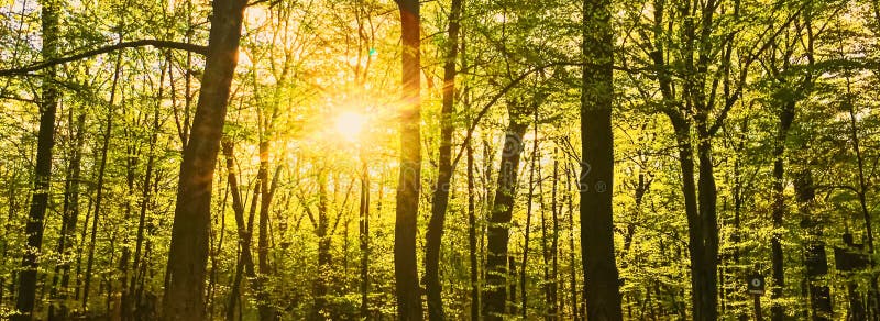 Spring Forest Landscape at Sunset or Sunrise Stock Image - Image of ...