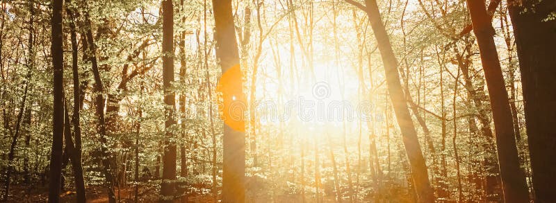 Spring Forest Landscape at Sunset or Sunrise Stock Image - Image of ...