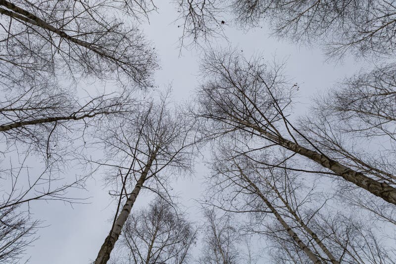 Spring Forest Landscape. Trees in the Forest Line the Path Stock Photo ...