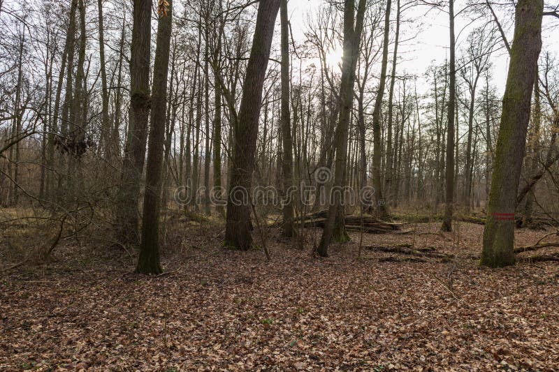 Spring Forest Landscape. Trees in the Forest Line the Path Stock Image ...